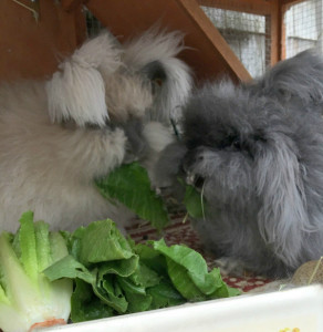 GI Stasis What Every Rabbit Owner Needs to Know