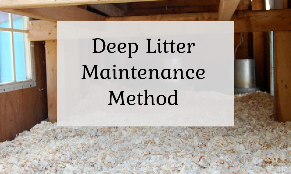 Deep Litter Method Coop Maintence