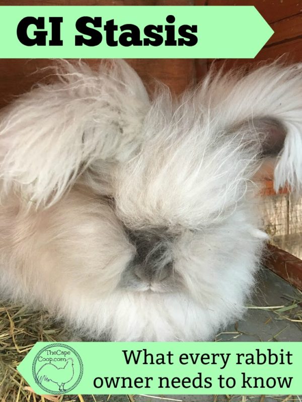 GI Stasis What Every Rabbit Owner Needs to Know