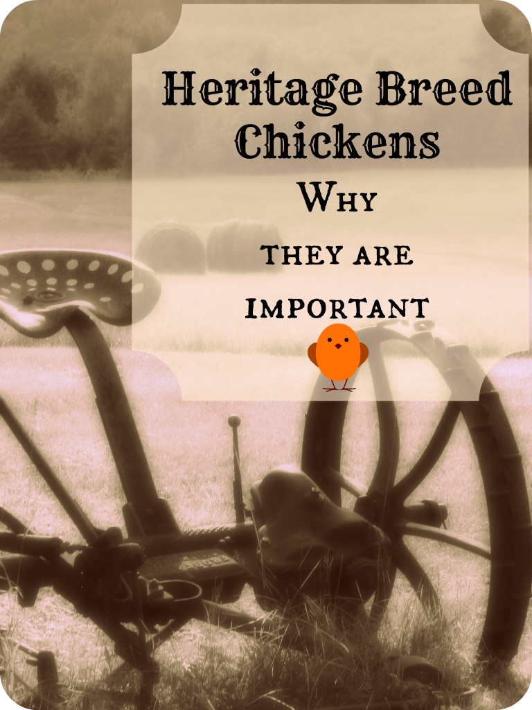 Heritage Breed Chickens The Cape Coop