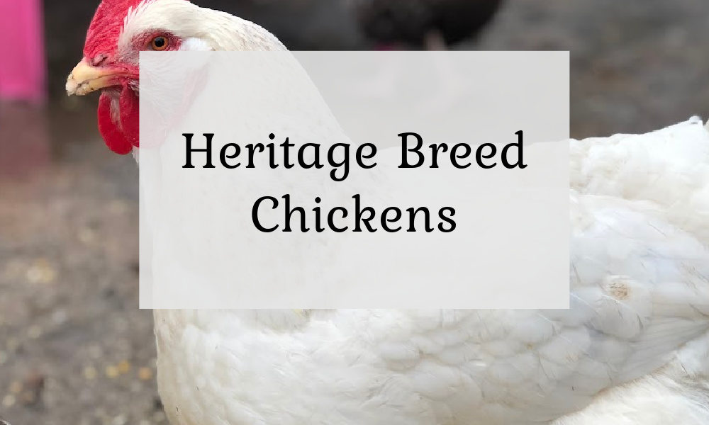 Heritage Breed Chickens The Cape Coop