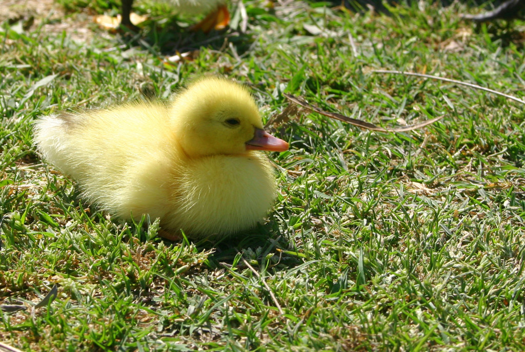 Backyard Ducks for Absolute Beginners - The Cape Coop