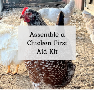 Chicken First Aid Kit - The Cape Coop
