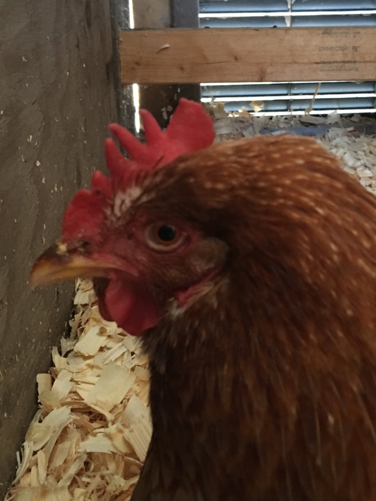 Help! My Chicken is Sick!