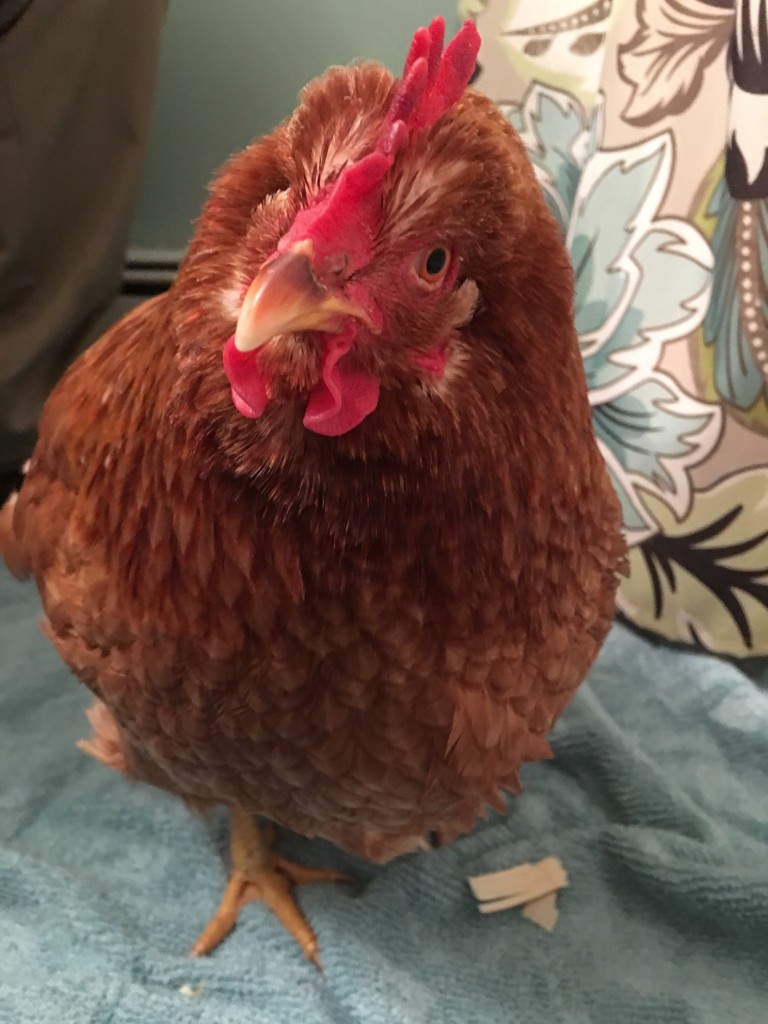 Help! My Chicken is Sick!