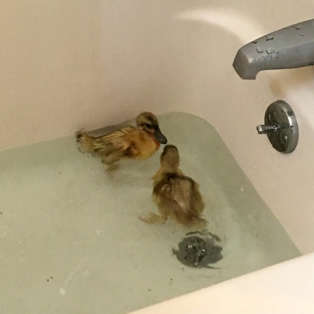 Ducklings 101 - The Cape Coop