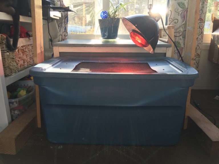 DIY Brooder Box - The Cape Coop