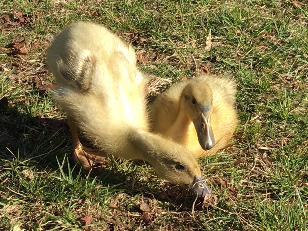 Ducklings 101 - The Cape Coop
