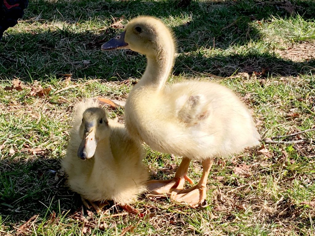 Ducklings 101 - The Cape Coop