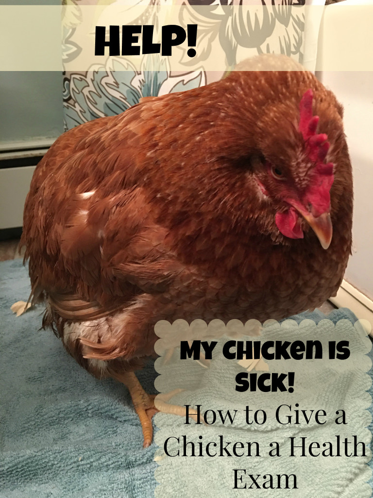 Help! My Chicken is Sick!