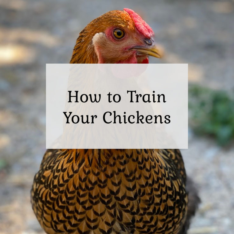 How to Train Your Chicken - The Cape Coop