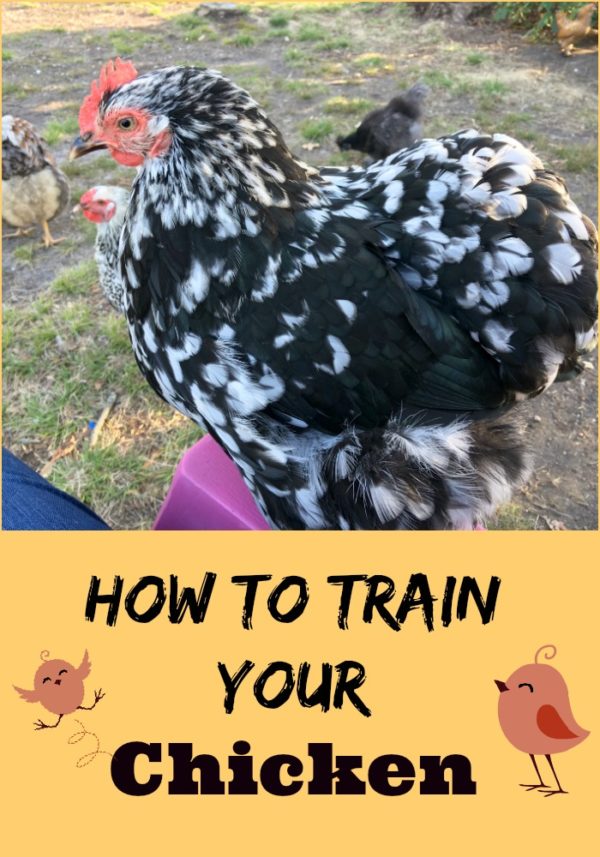 How to Train Your Chicken - The Cape Coop