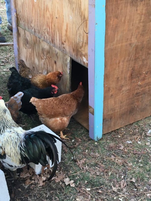 How to Make a Duck House - The Cape Coop