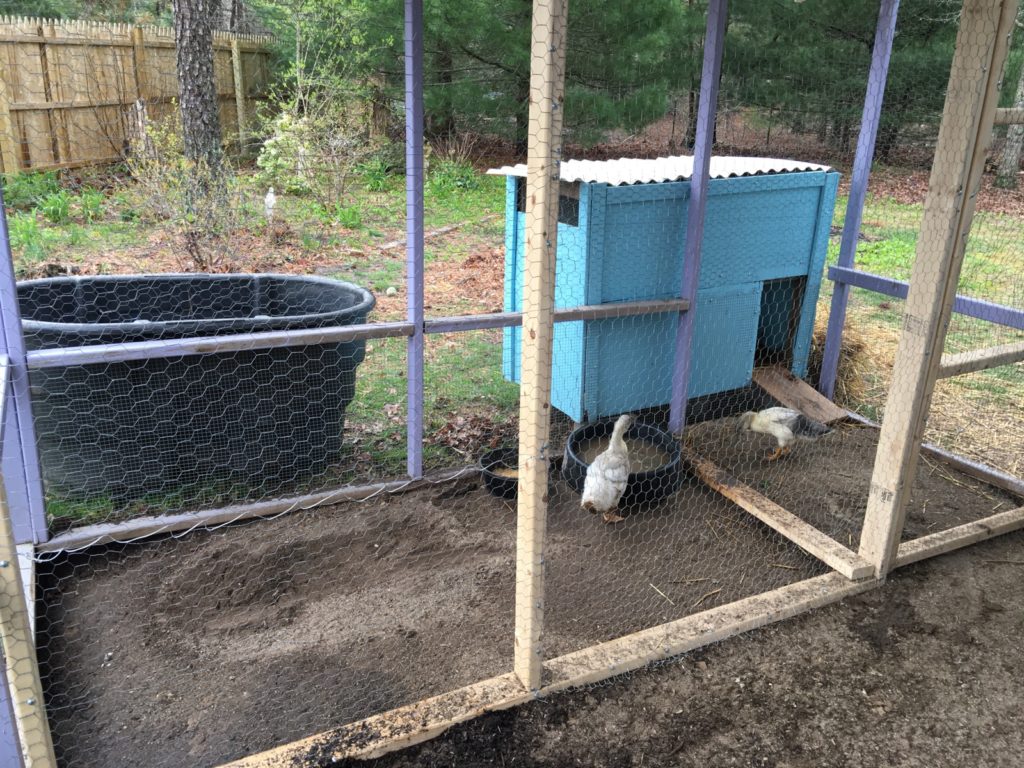 How to Make a Duck House - The Cape Coop