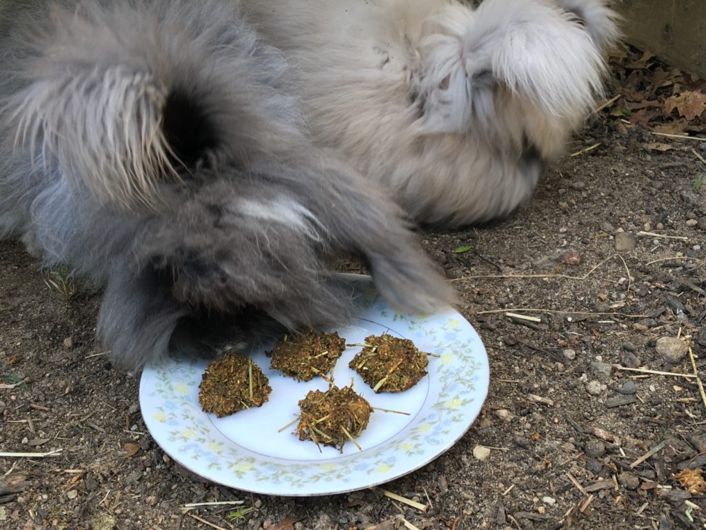 Homemade Rabbit Cookies - The Cape Coop