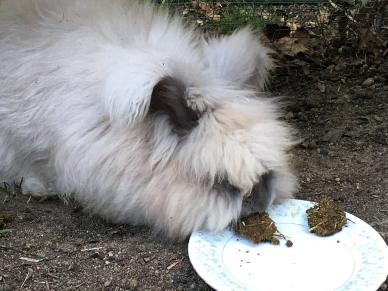 Homemade Rabbit Cookies - The Cape Coop