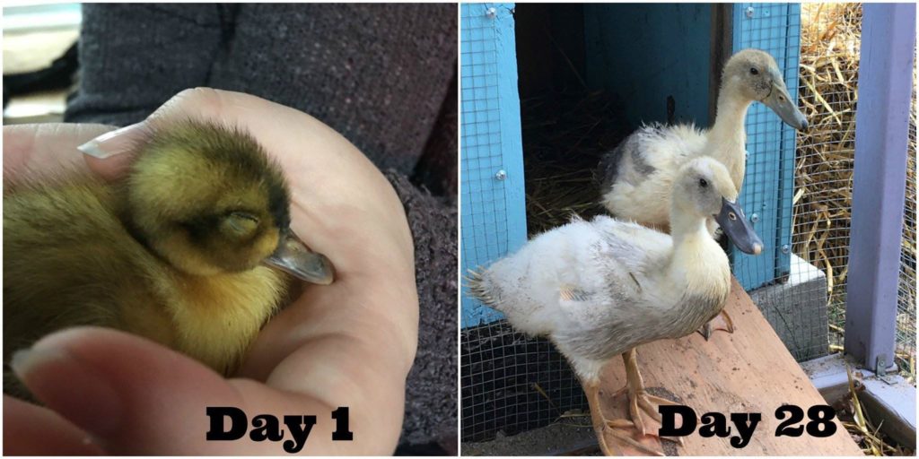 Feeding your Backyard Ducks - The Cape Coop