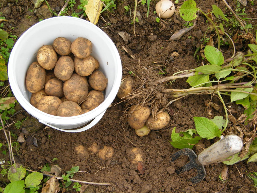 Potatoes for the Backyard Gardener - The Cape Coop