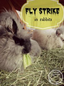 Fly Strike in Rabbits - The Cape Coop