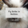 Fly Strike in Rabbits - The Cape Coop