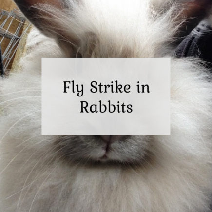 Fly Strike in Rabbits - The Cape Coop