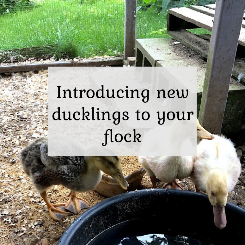Ducklings 101 - The Cape Coop