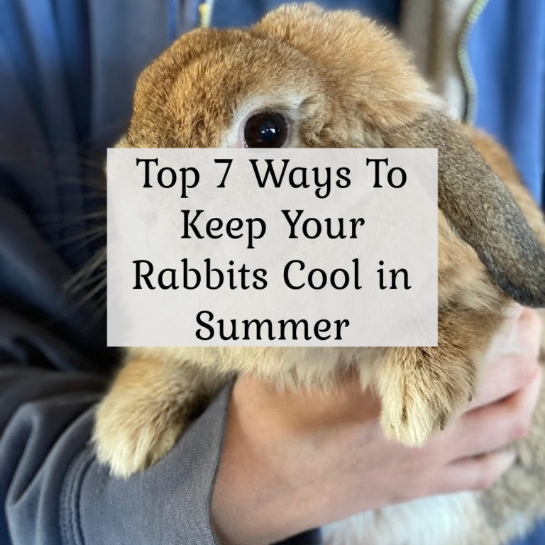 Top 7 Ways to Keep your Rabbits Cool in Summer - The Cape Coop