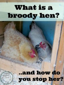 What is a Broody Hen? - The Cape Coop