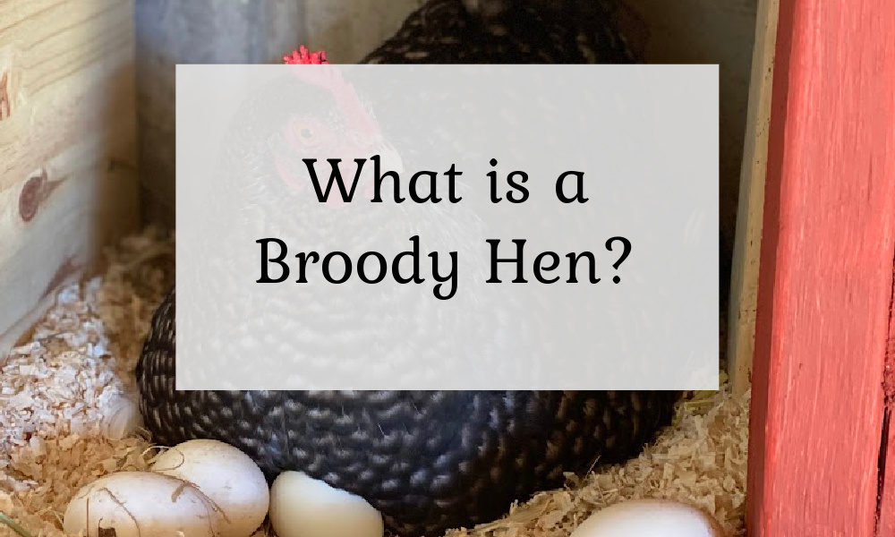 What is a Broody Hen? - The Cape Coop
