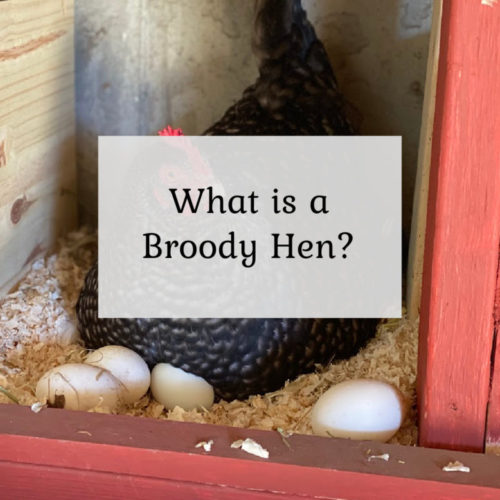 What is a Broody Hen? - The Cape Coop