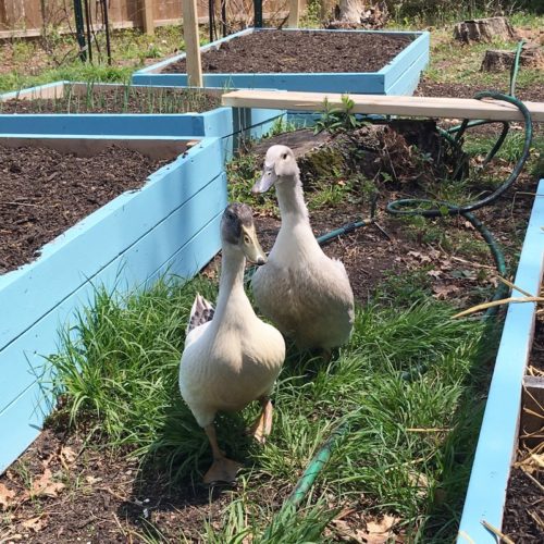Understanding Backyard Duck Behavior - The Cape Coop