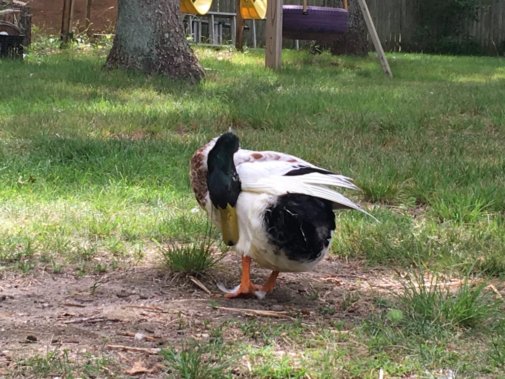 Understanding Backyard Duck Behavior - The Cape Coop