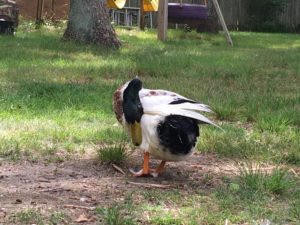 Understanding Backyard Duck Behavior - The Cape Coop