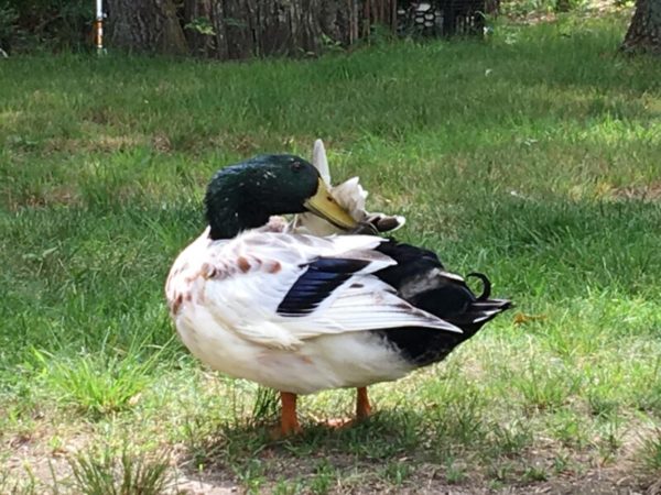 Understanding Backyard Duck Behavior - The Cape Coop