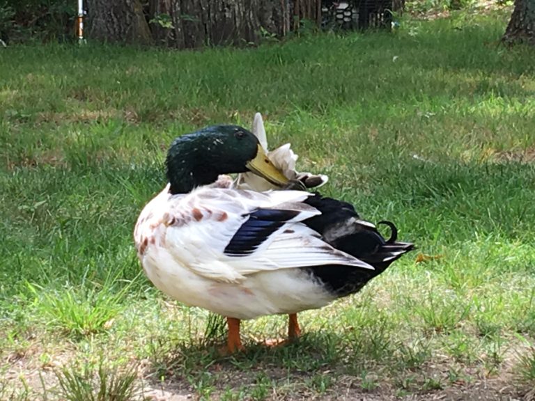 Understanding Backyard Duck Behavior - The Cape Coop