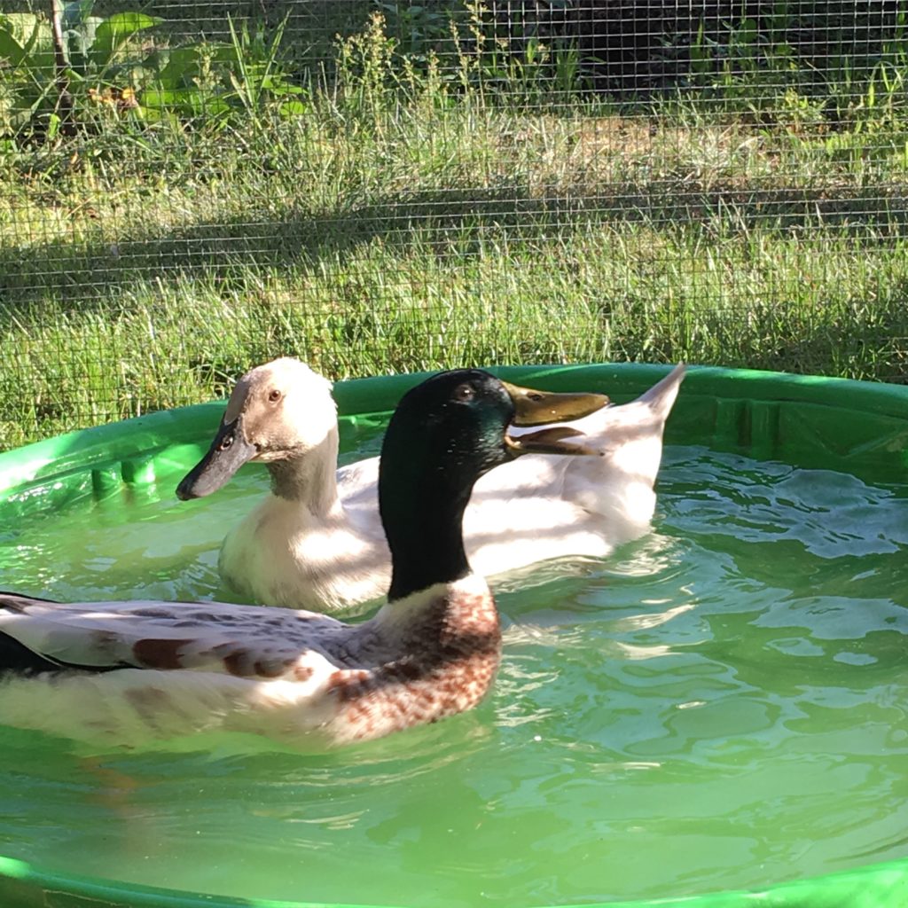 Should You Get Ducks? Duck Pros & Cons - The Cape Coop