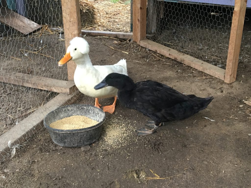 Understanding Backyard Duck Behavior - The Cape Coop