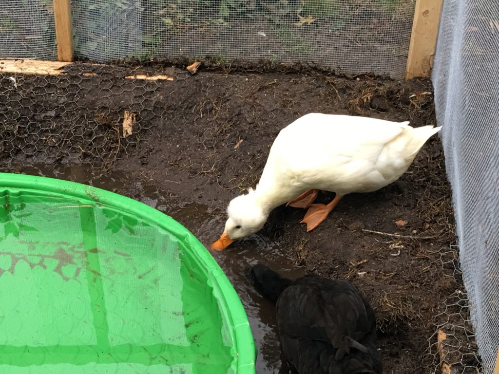Understanding Backyard Duck Behavior - The Cape Coop
