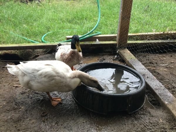 Understanding Backyard Duck Behavior - The Cape Coop