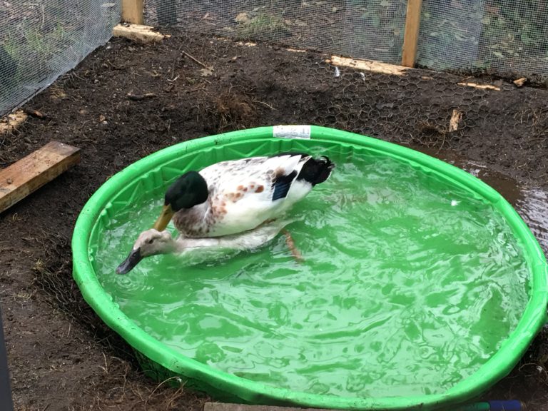 Understanding Backyard Duck Behavior - The Cape Coop
