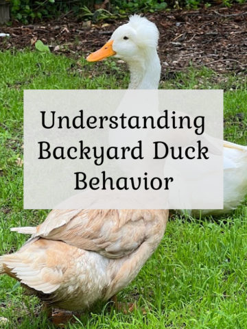 Understanding Backyard Duck Behavior - The Cape Coop