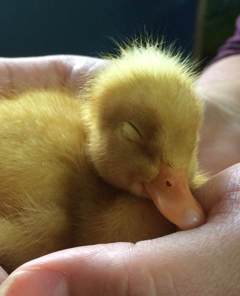 Should You Get Ducks? Duck Pros & Cons - The Cape Coop