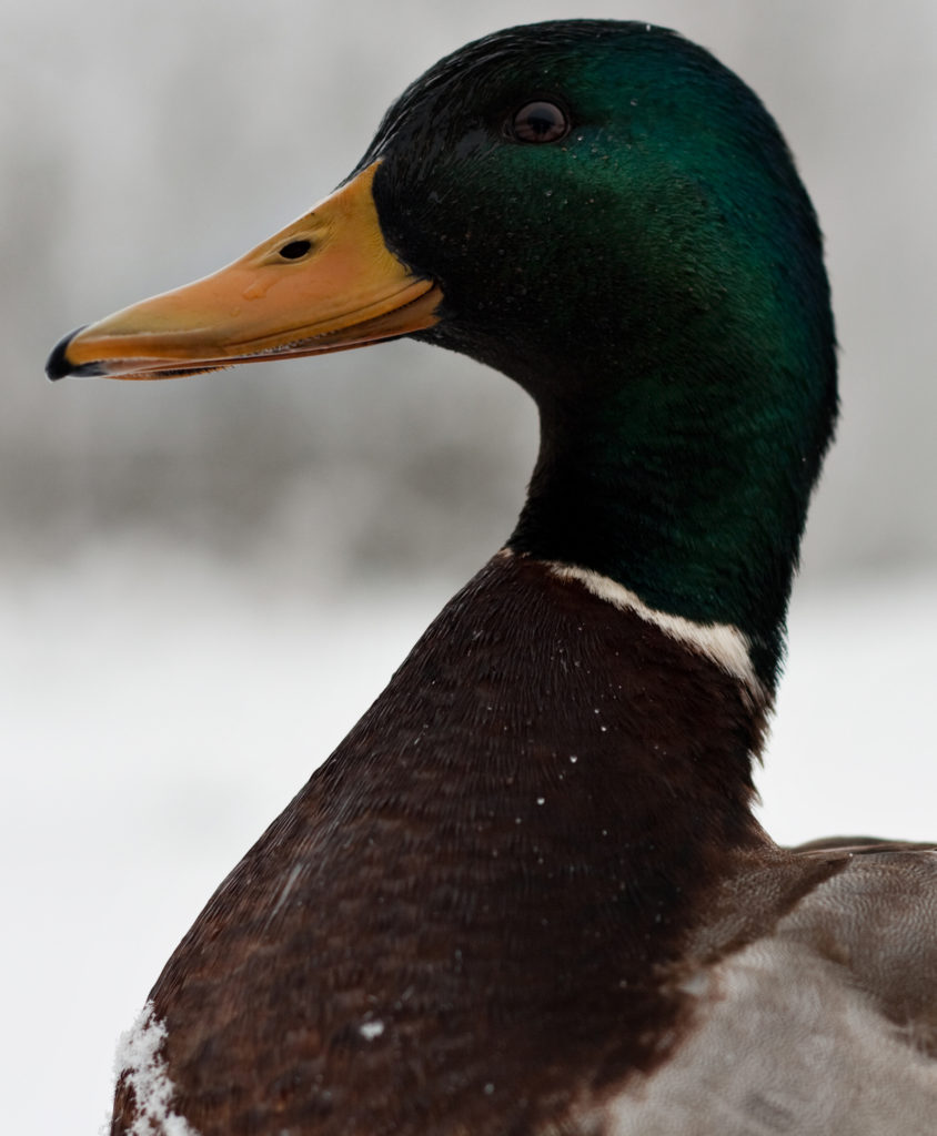 Foamy Eye Disease in Ducks - The Cape Coop