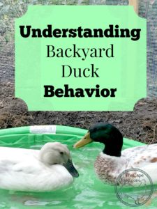 Understanding Backyard Duck Behavior - The Cape Coop