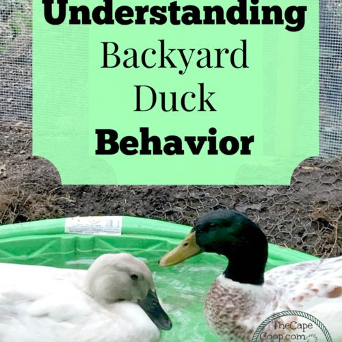 Winter Duck Care - The Cape Coop