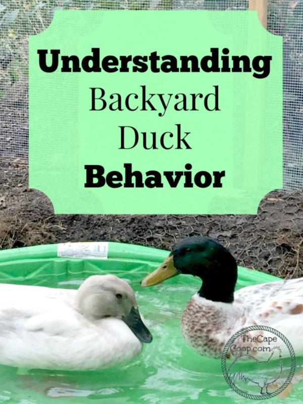 Understanding Backyard Duck Behavior - The Cape Coop