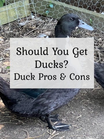 Should You Get Ducks? Duck Pros & Cons - The Cape Coop