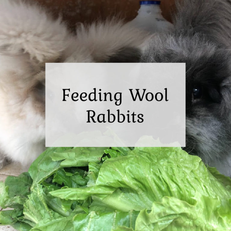 Feeding Wool Rabbits - The Cape Coop