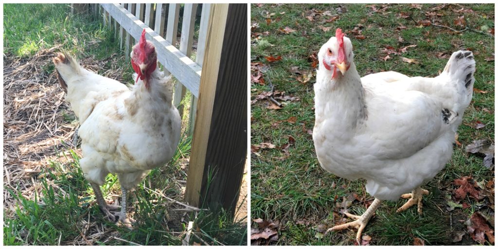 Gypsy the Wanderer - The Cape Coop