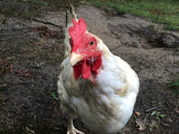 Gypsy the Wanderer - The Cape Coop